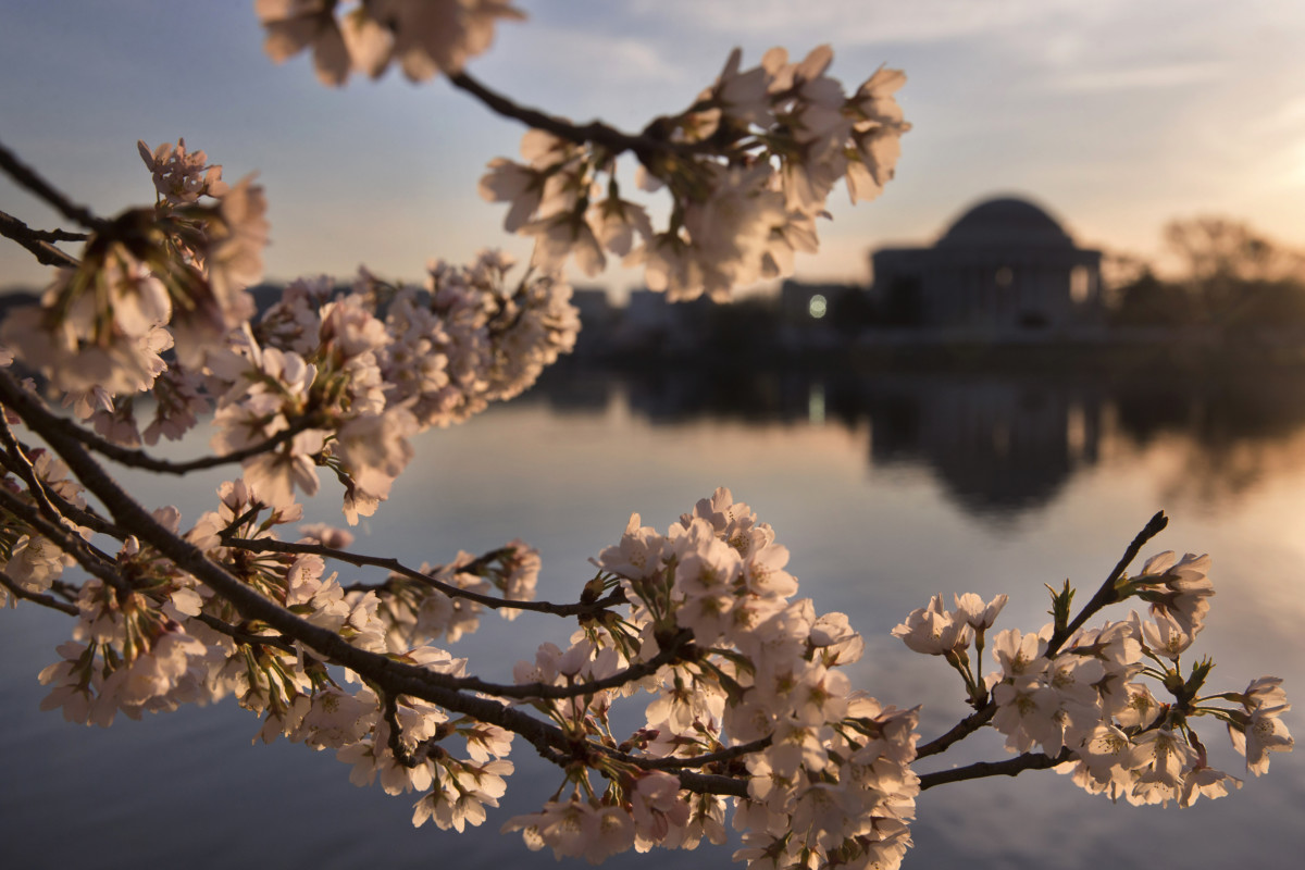 Blast of Cold Temperature in Washington Puts Cherry Blossoms in ...