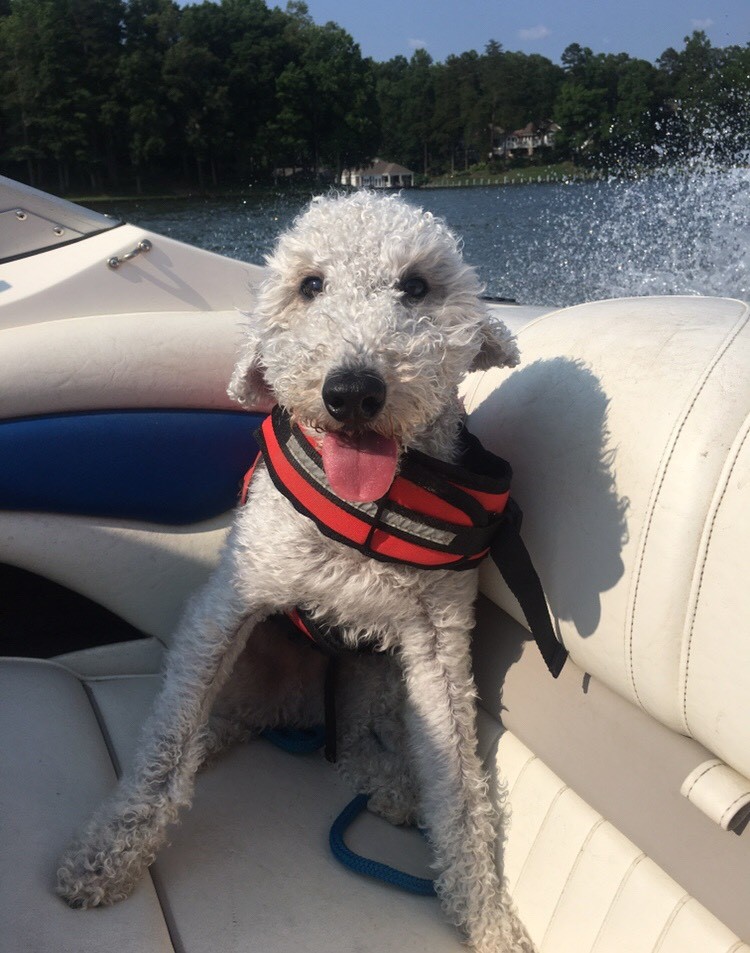 Roy Goes for a Ride! | Guy Benson